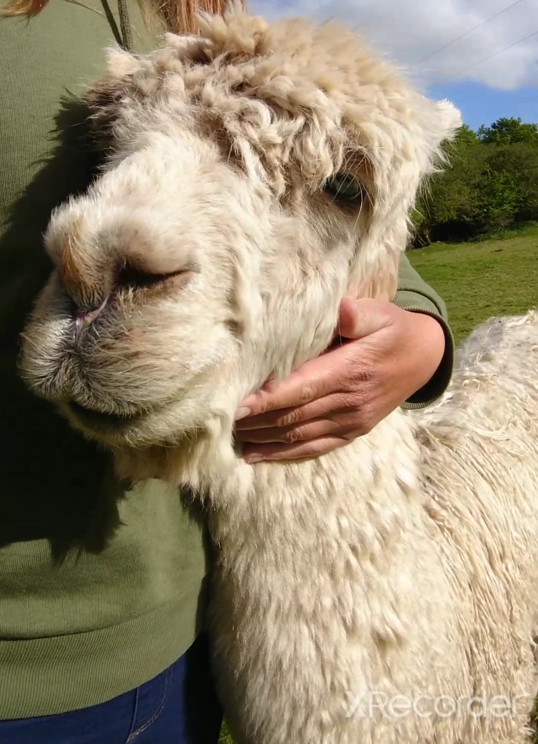 Lydford Gorge Alpacas - Visit Okehampton